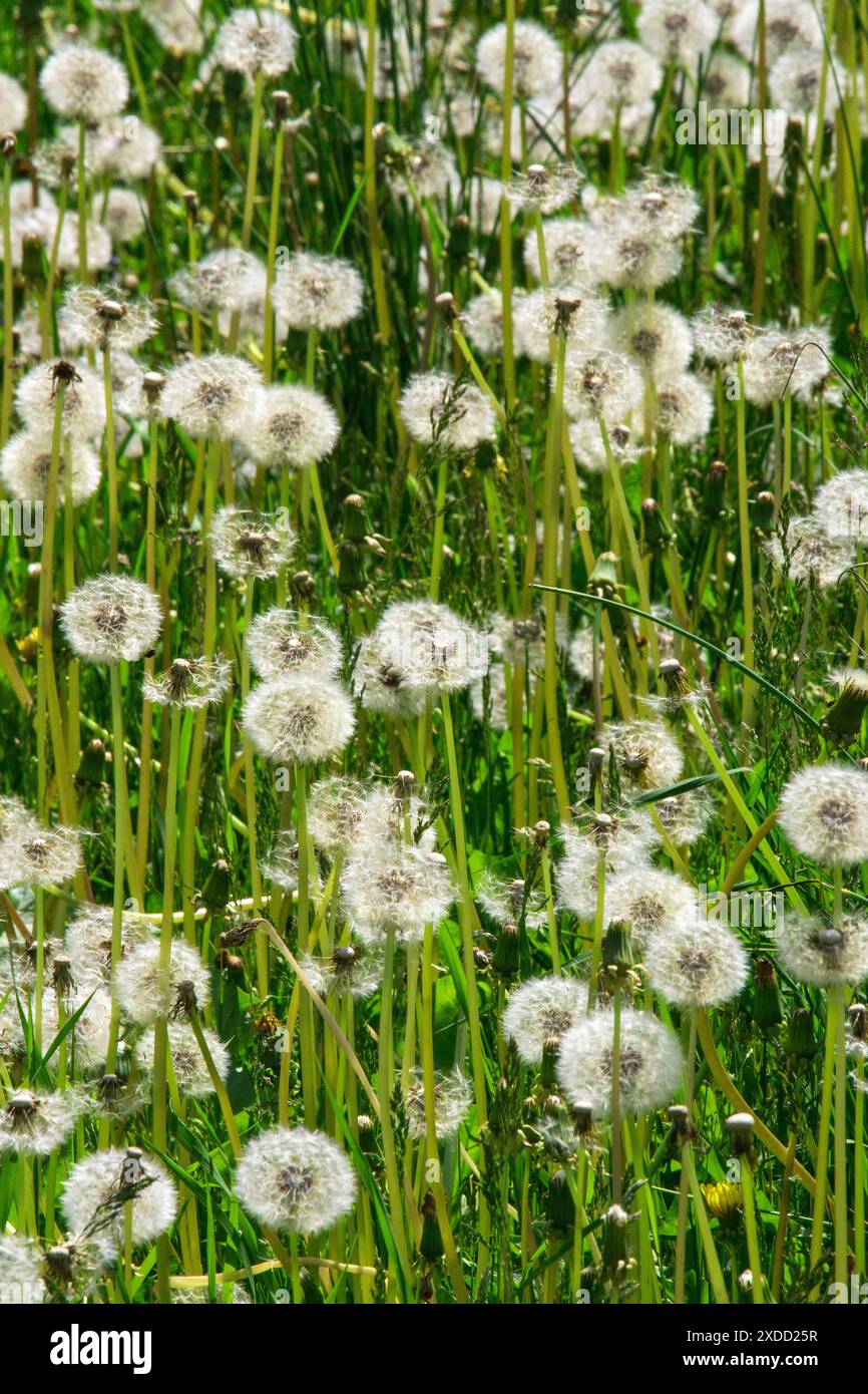Wildflower seed dandelion hi-res stock photography and images - Alamy