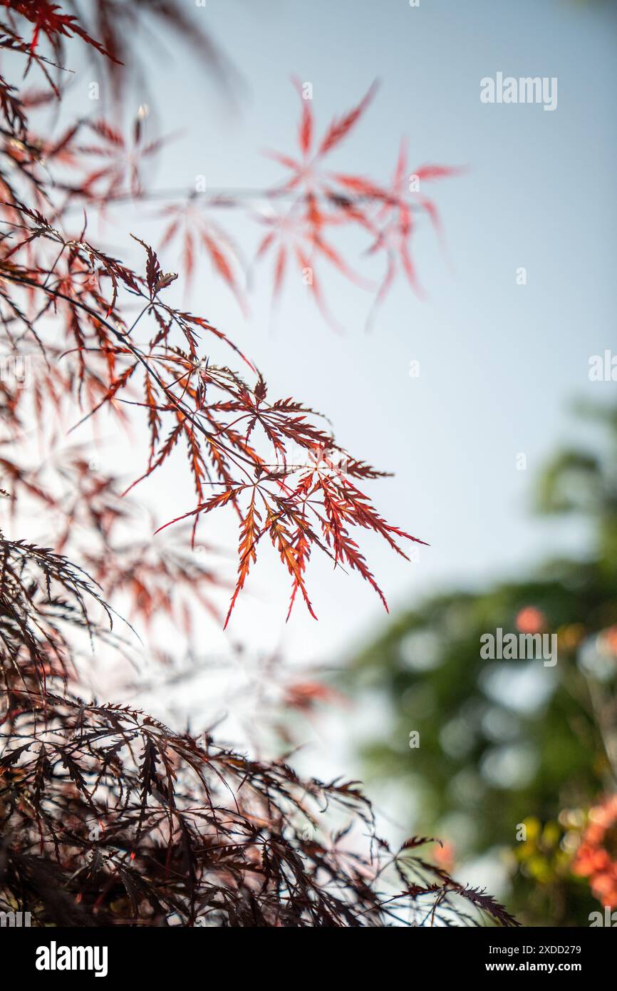 Red and orange dissected leaves of Japanese red maple on breeze against ...