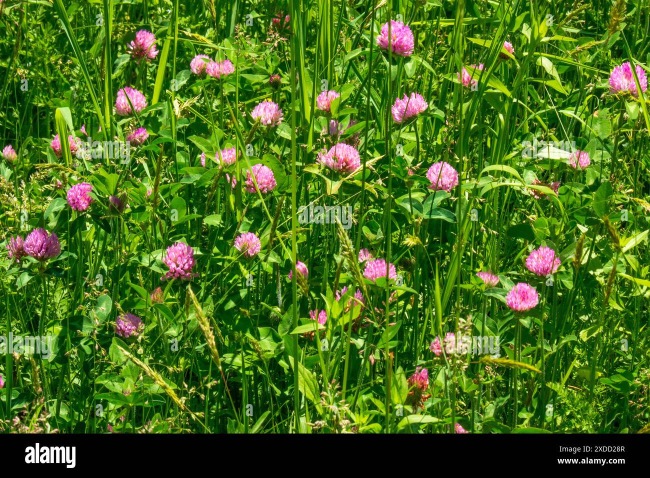 Clover mountains hi-res stock photography and images - Alamy
