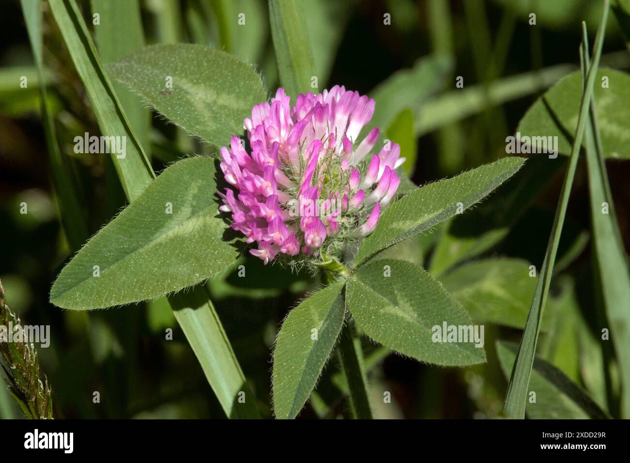 Clover mountains hi-res stock photography and images - Alamy