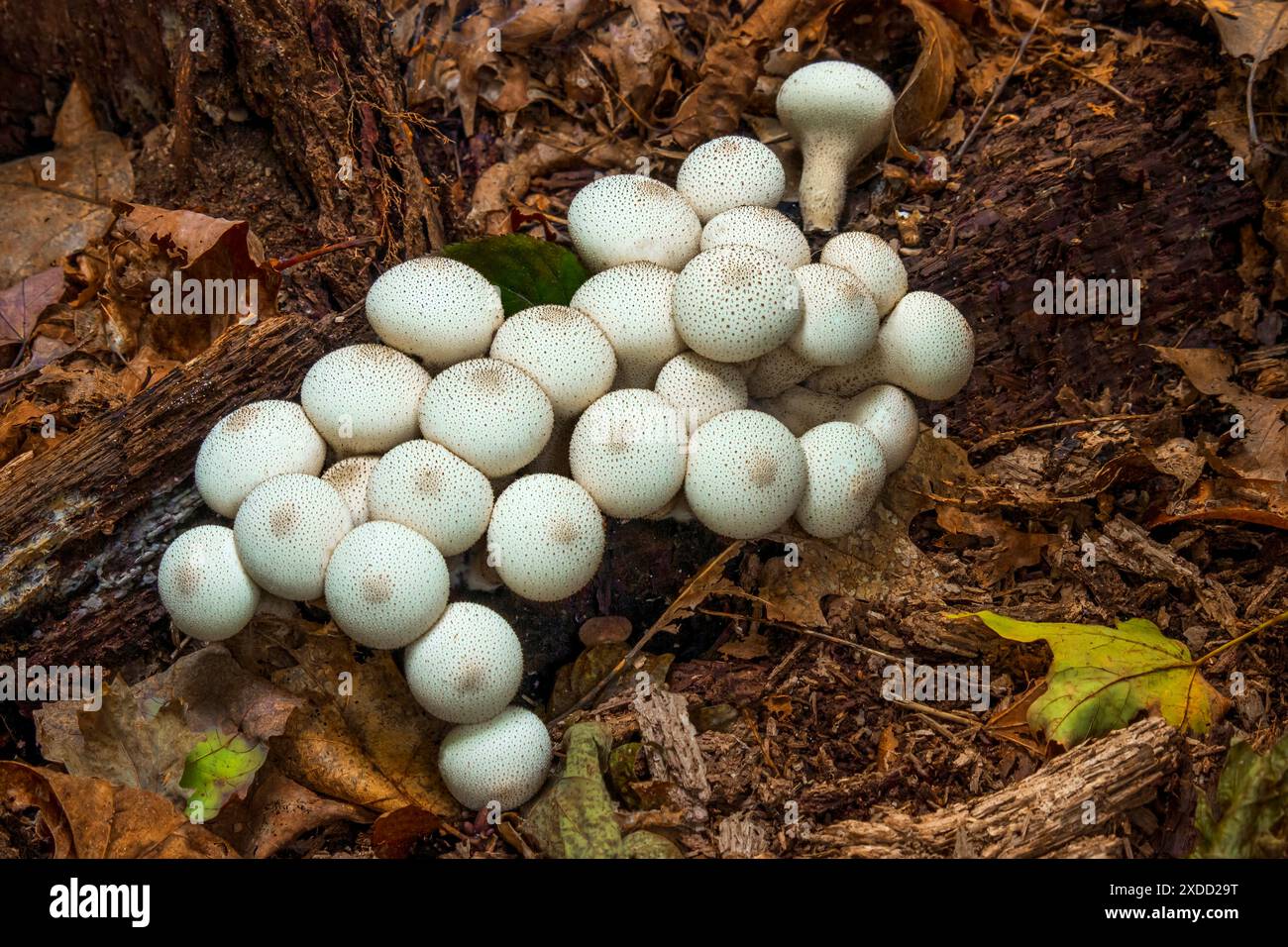 Puffball fungus hi-res stock photography and images - Alamy