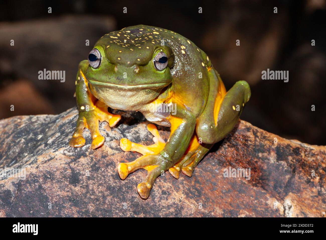 Australian Magnificant Tree frog from the Kimberley region of Australia ...