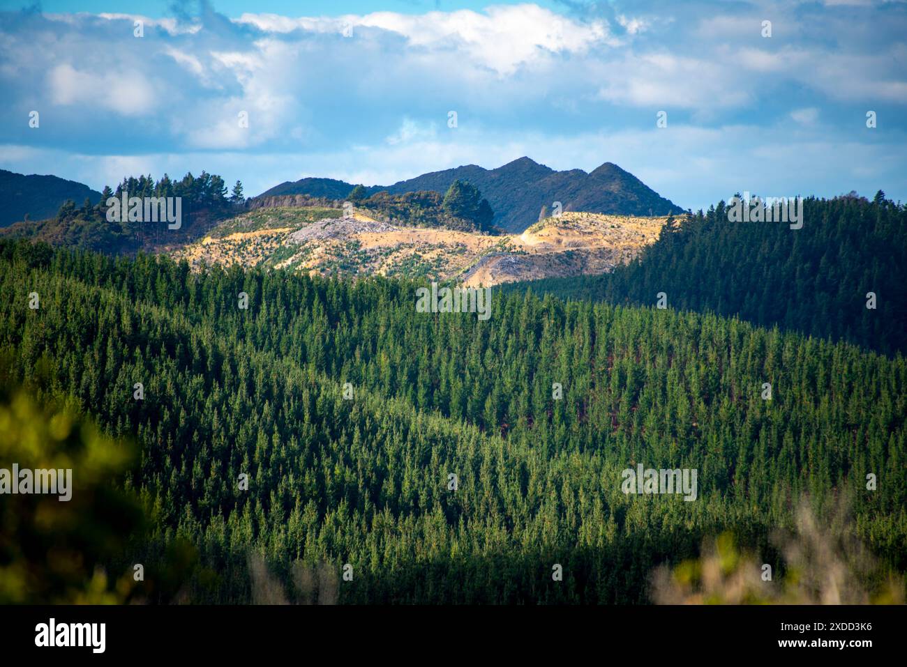 Radiata Pine Plantation - New Zealand Stock Photo - Alamy