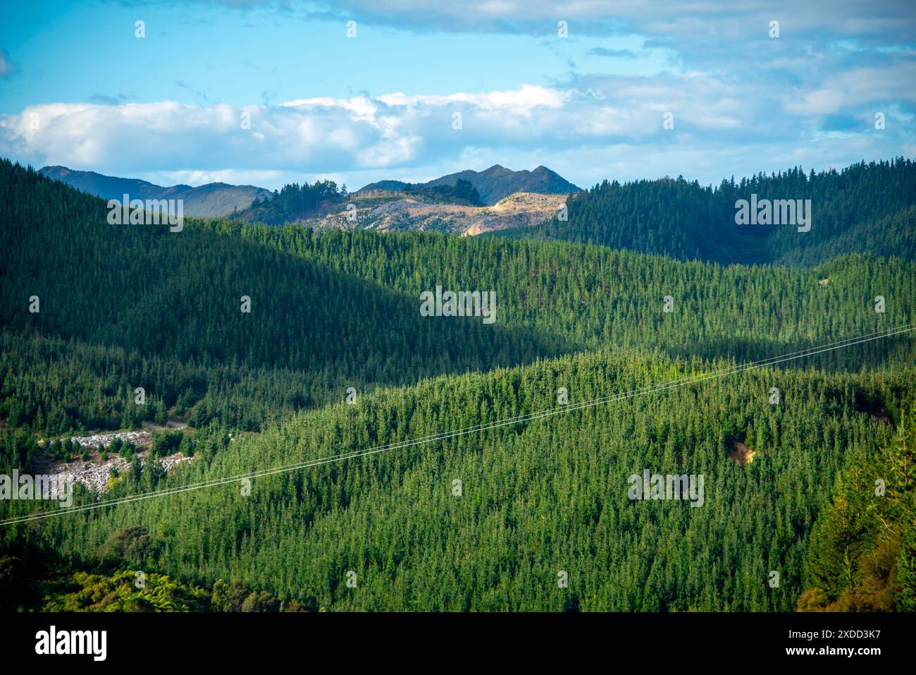 Monterey pine pinus radiata hi-res stock photography and images - Alamy