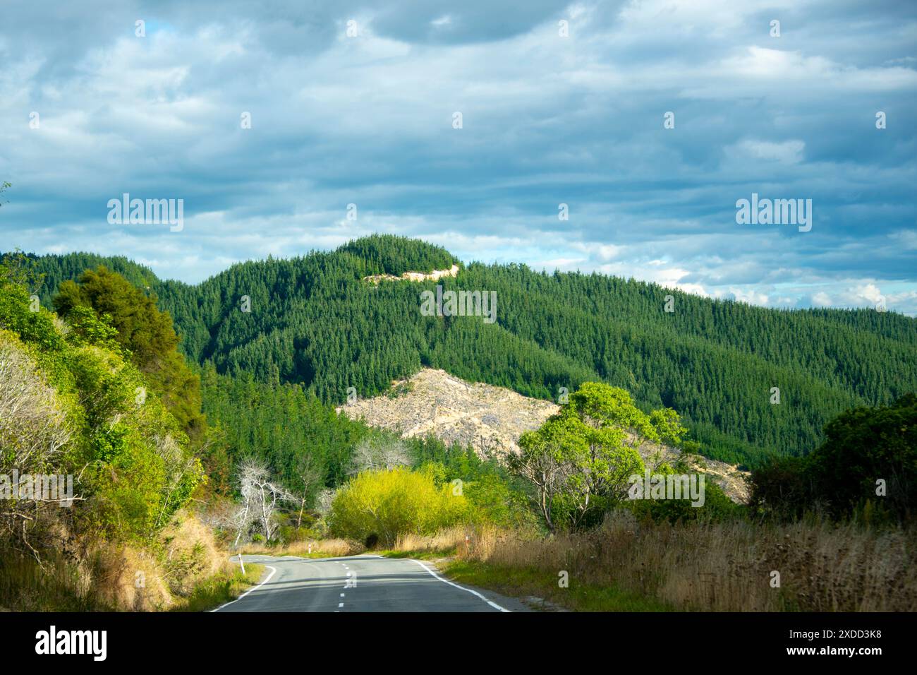 Monterey pine plantation pinus radiata hi-res stock photography and ...