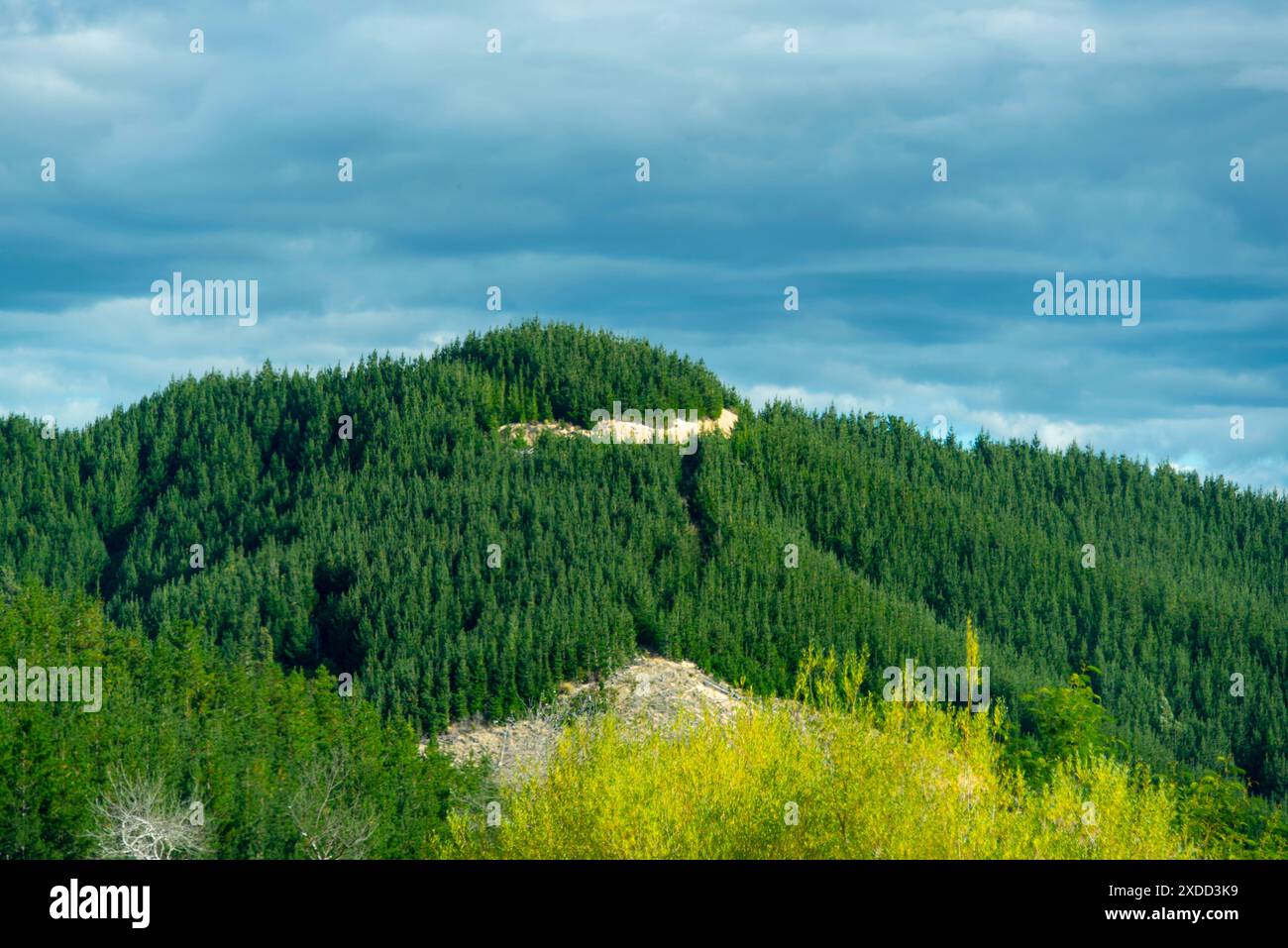 Monterey pine plantation pinus radiata hi-res stock photography and ...