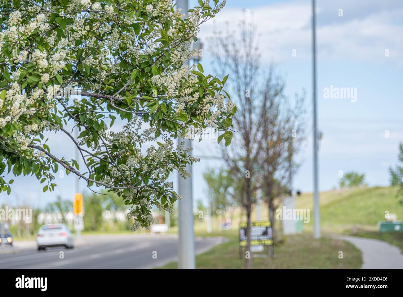Trees by roadside on a city street Stock Photo - Alamy