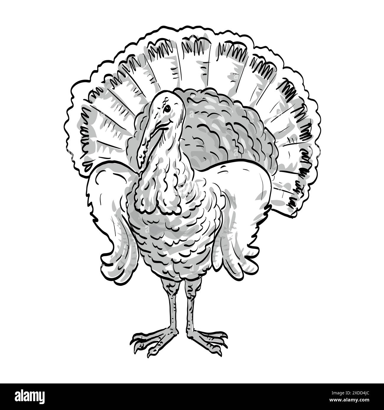 Cartoon style illustration of a wild turkey with hands on hips viewed ...