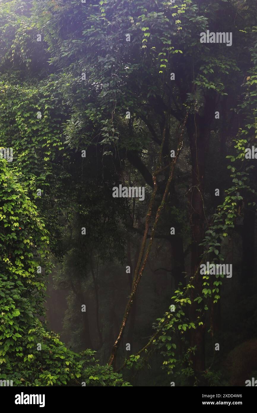 misty and lush green tropical rainforest on the foothills of himalaya ...
