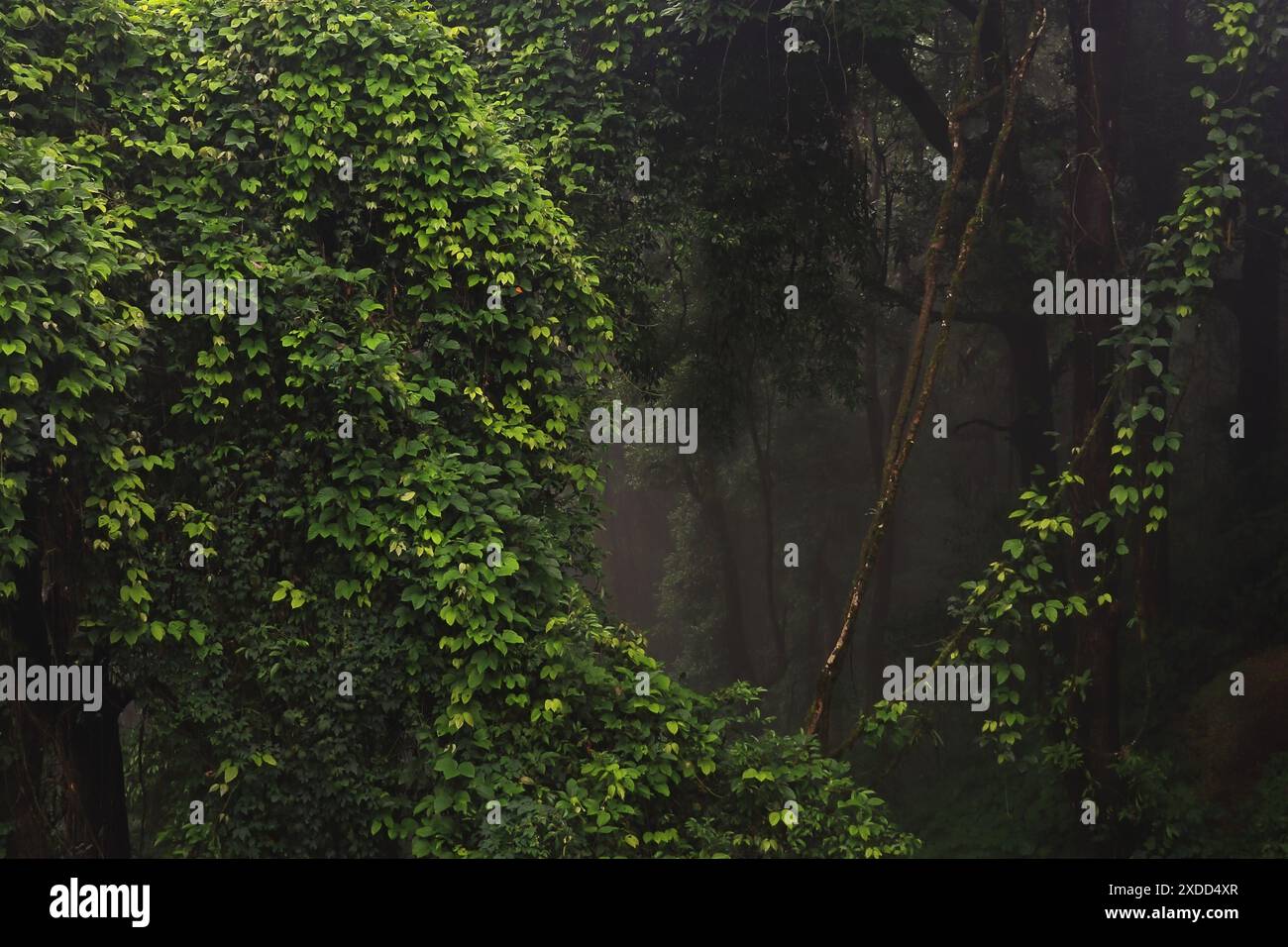 misty and lush green tropical rainforest on the foothills of himalaya ...