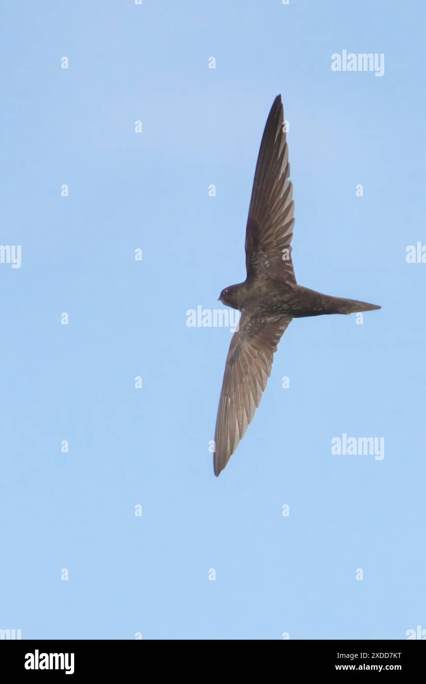 Streamlined wings hi-res stock photography and images - Alamy