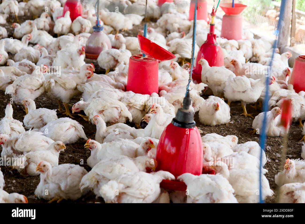 The chicken coop comes alive as white hens gather around the red feeder ...