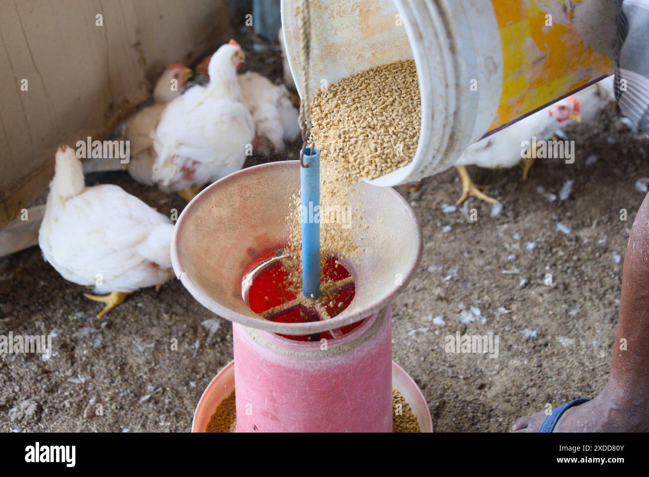 A close-up view of chicken feed pouring into a red feeder on a poultry ...