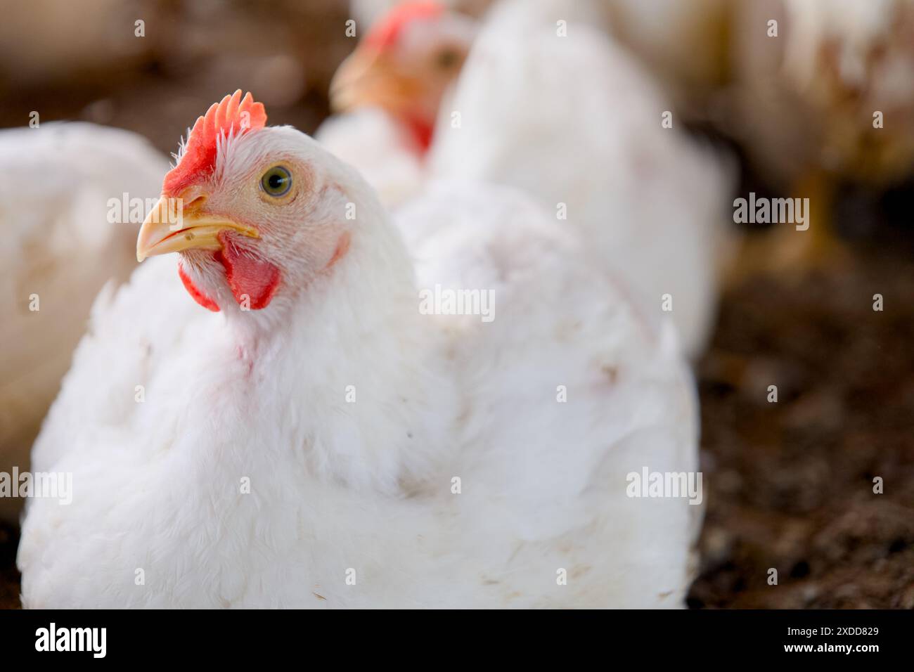 A white chicken stands out, surrounded by fellow hens pecking, foraging ...