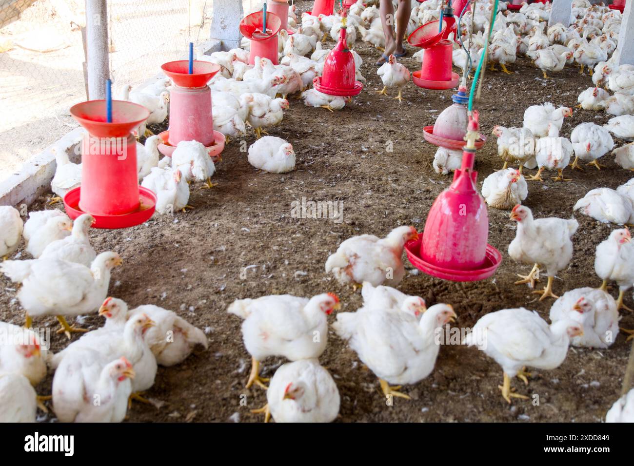 Chickens in a barnyard hi-res stock photography and images - Alamy