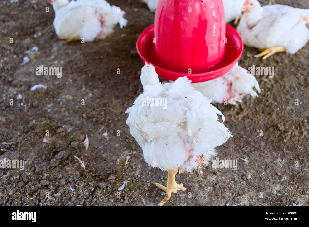 A bustling chicken farm comes alive as hens peck, roosters crow, and ...
