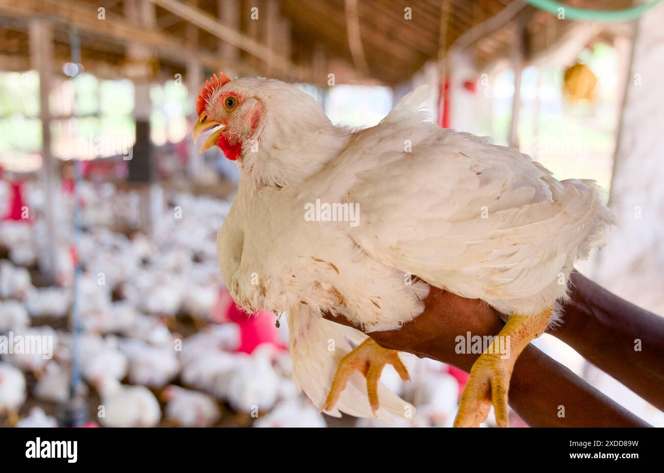 A close-up view of a white chicken being gently held on a farm ...