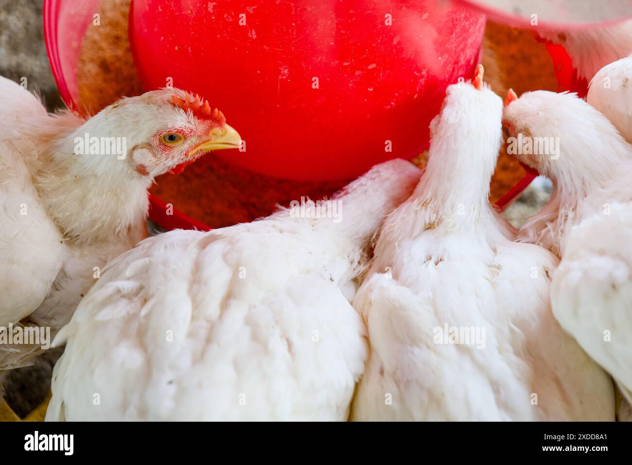 White chickens gather around a red feeder on a bustling farm ...