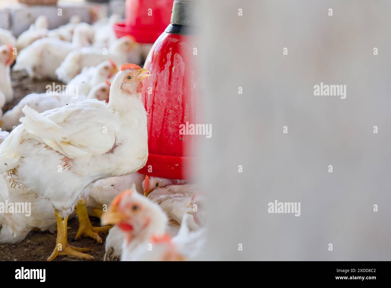 From dawn till dusk, white chickens bustle about their cozy coop ...