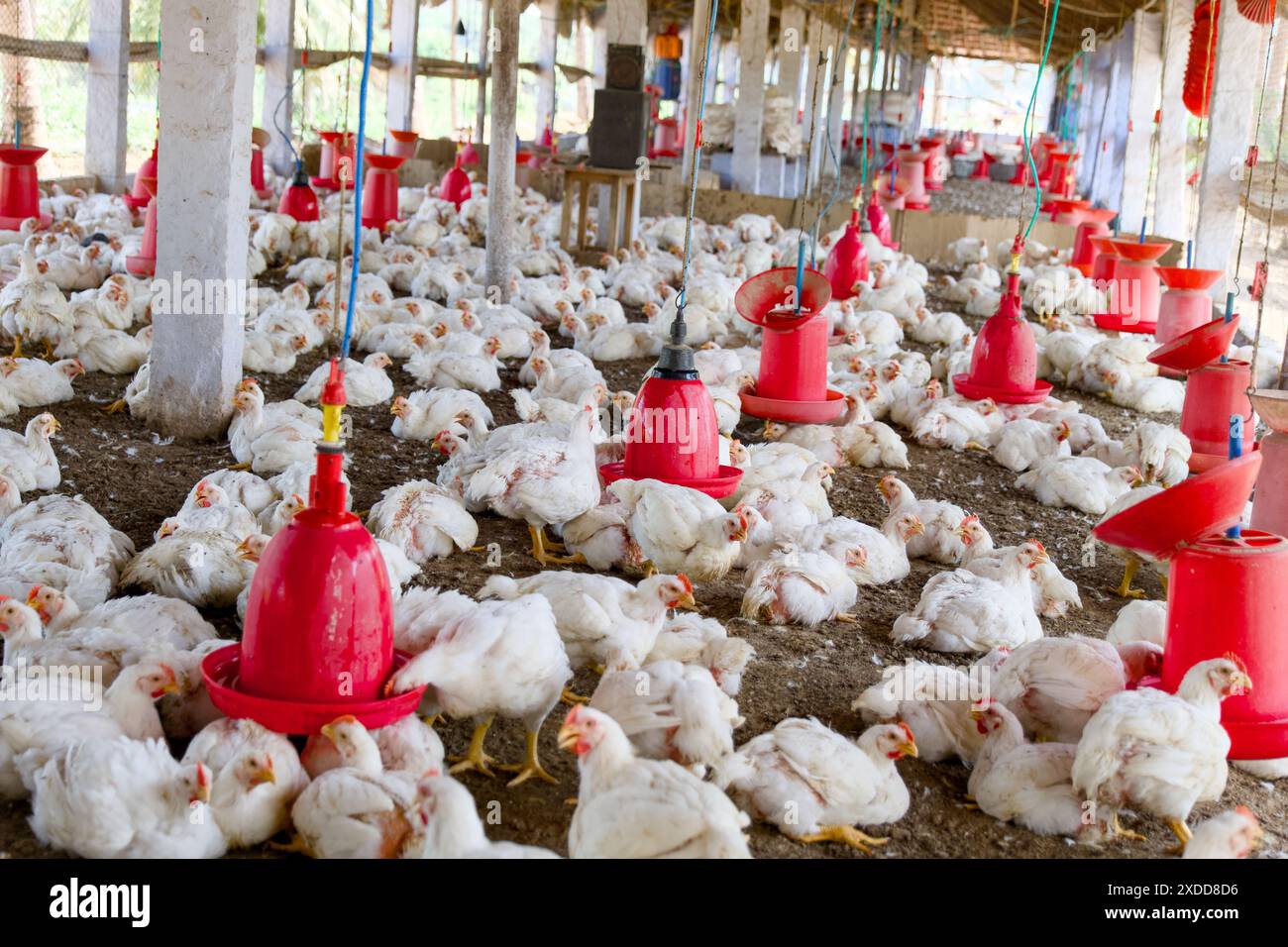 Vibrant scene of chickens foraging, resting, and interacting in a ...