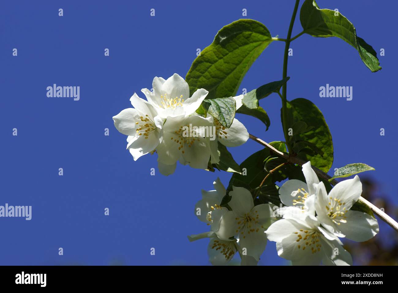 Close up white flowers of the shrub Philadelphus coronarius (sweet mock ...