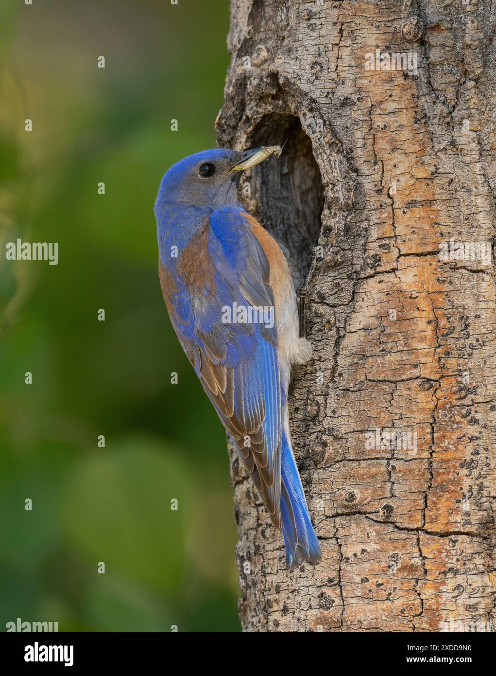 Western Bluebird (Sialia mexicana) at nest cavity in the Sierra Nevada ...
