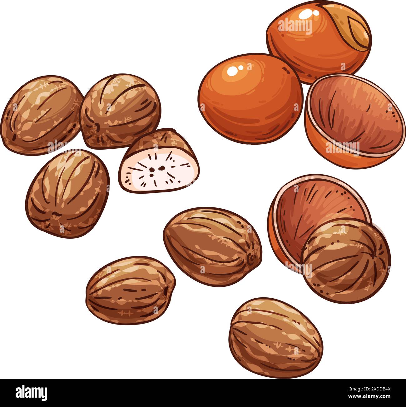 Shea shell hi-res stock photography and images - Alamy