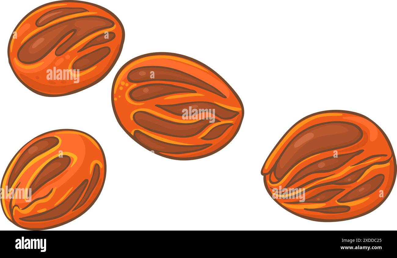 Nutmeg Nuts Colored Detailed Illustration Stock Vector Image & Art - Alamy