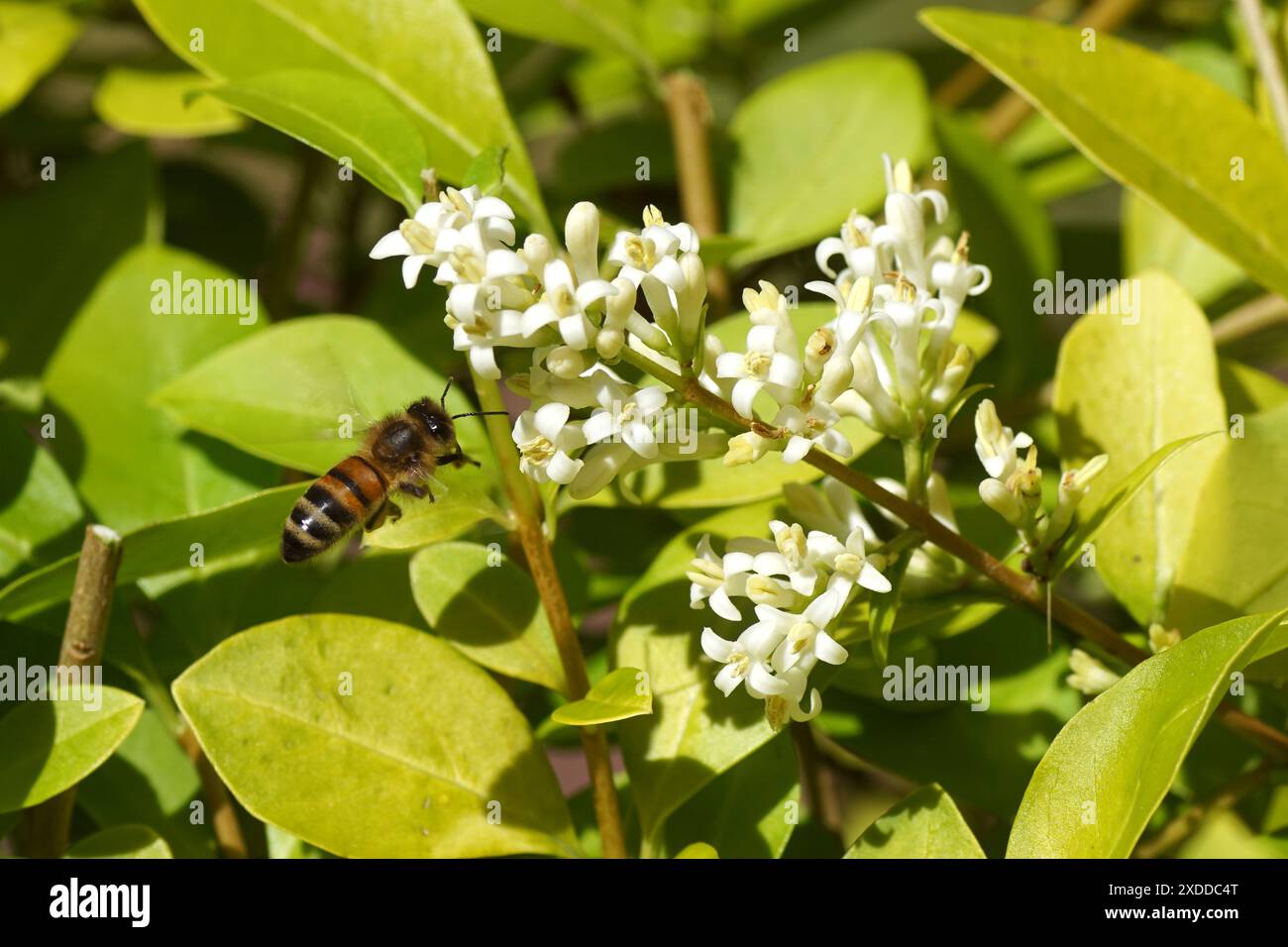 Flying Western honey bee (Apis mellifera), white flowers of garden ...