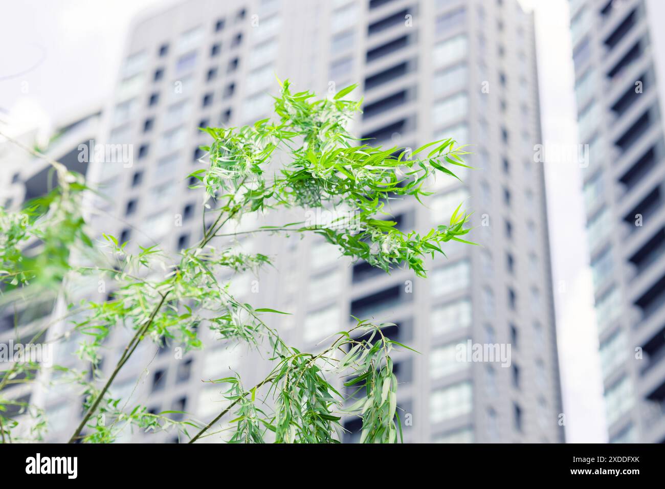 Green tree on high rise city office building background. Eco Green ...