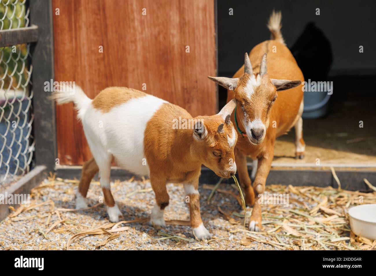 Young goat brown color portrait animal farm, Domestic goats Stock Photo ...