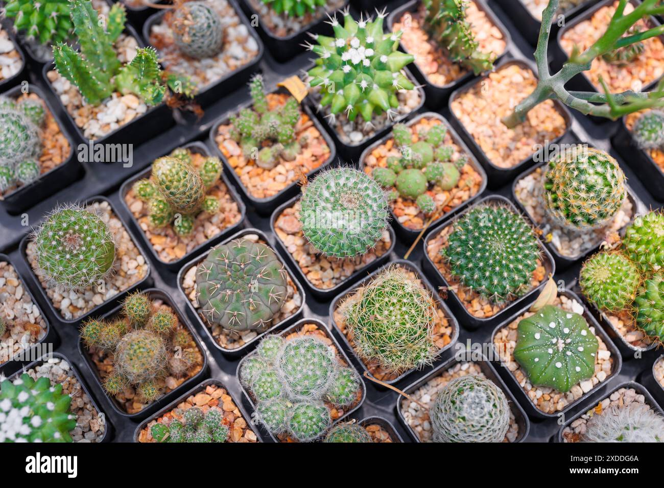 A diverse collection of potted cacti displayed in a garden nursery. The image captures the ...