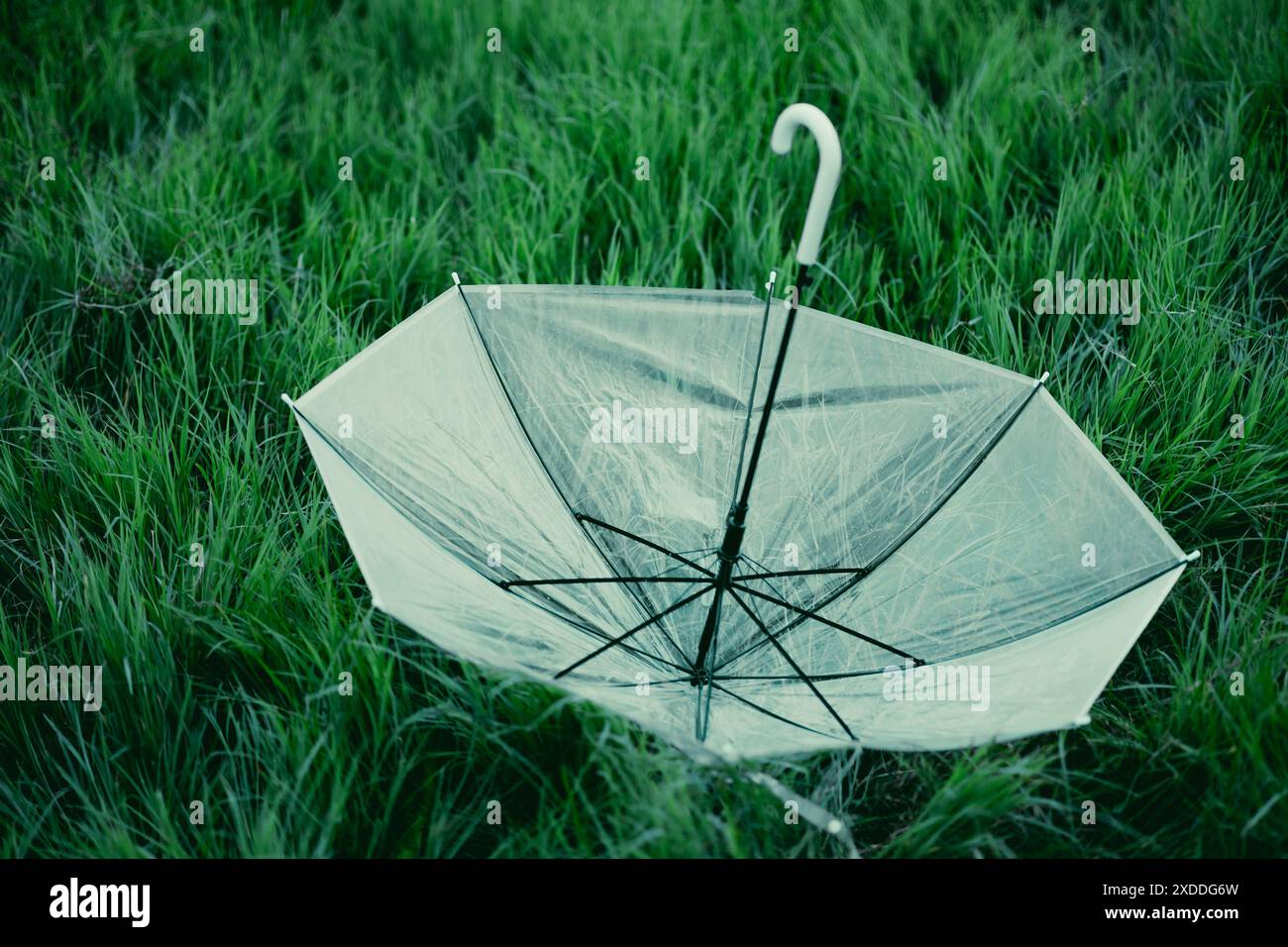 umbrella in the green grass outdoor for raining season wet nature fresh ...