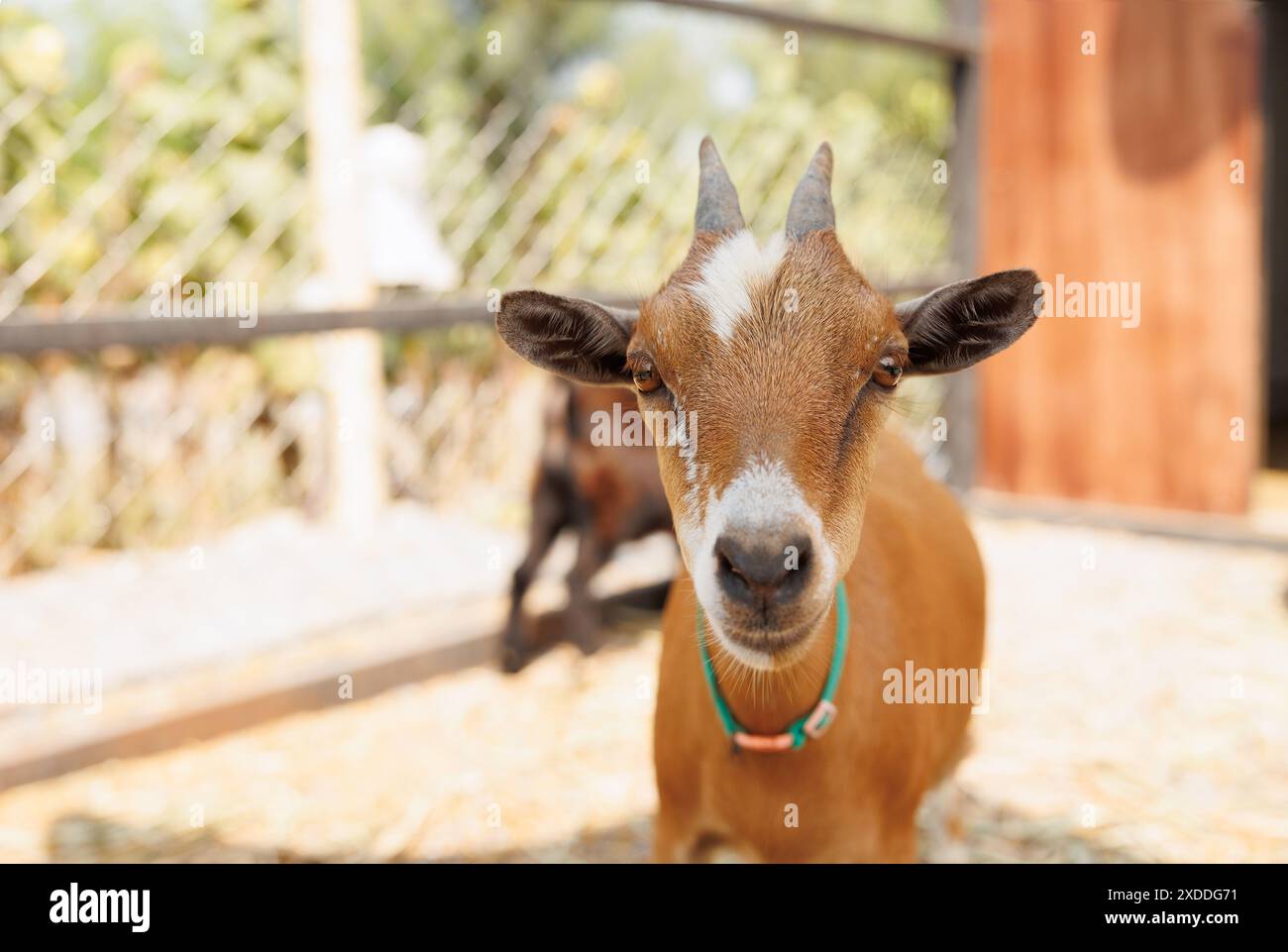 Baby goat mother hi-res stock photography and images - Alamy
