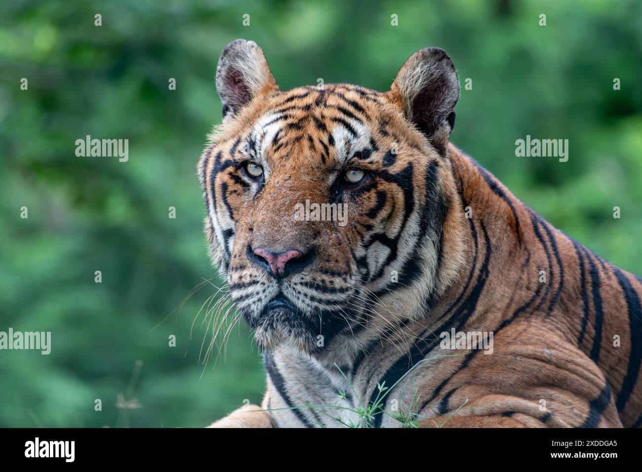 Regal and serene, the majestic tiger sits with an air of untamed ...