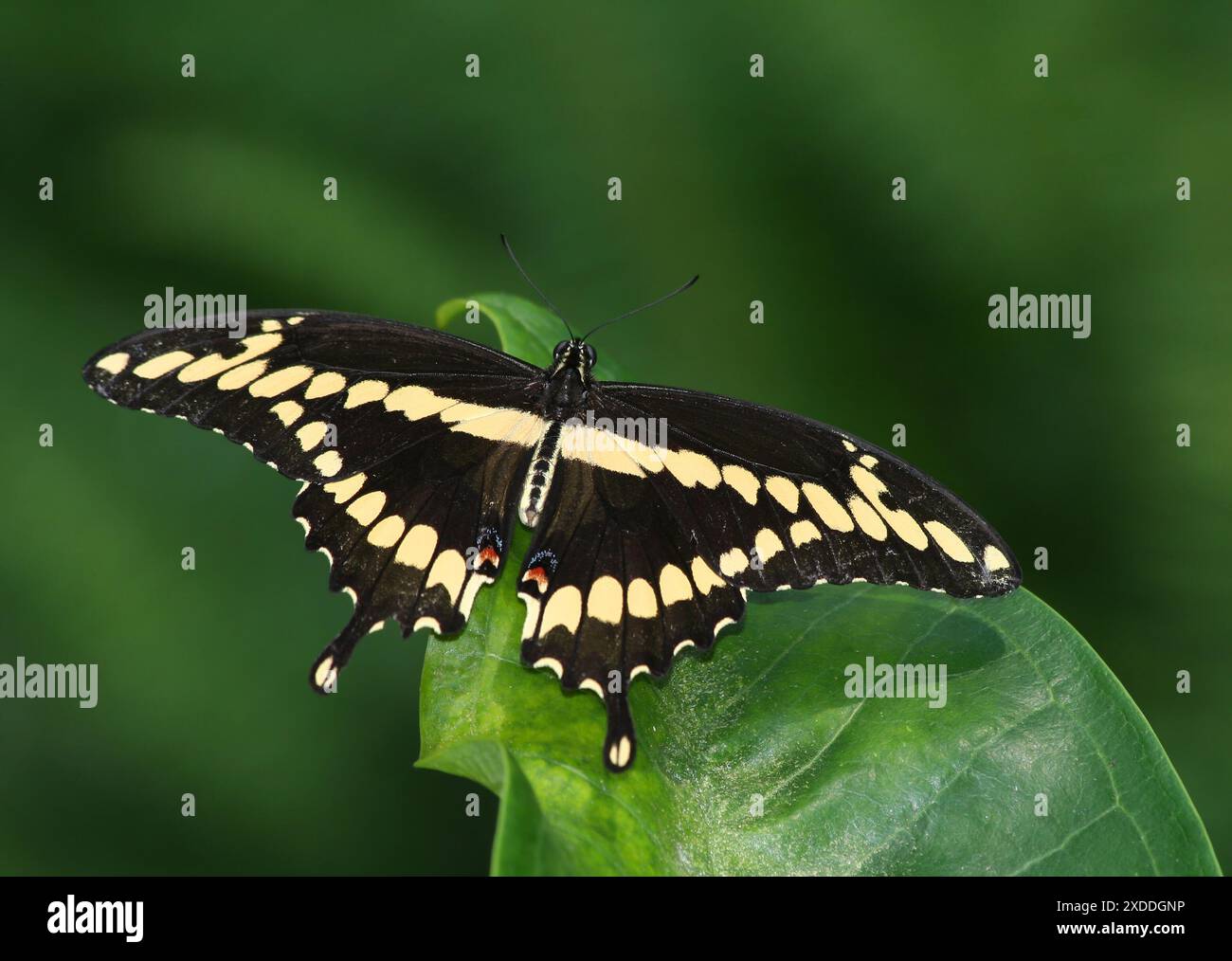 Giant Swallowtail on green Leaf in Indianapolis, IN, USA Stock Photo ...