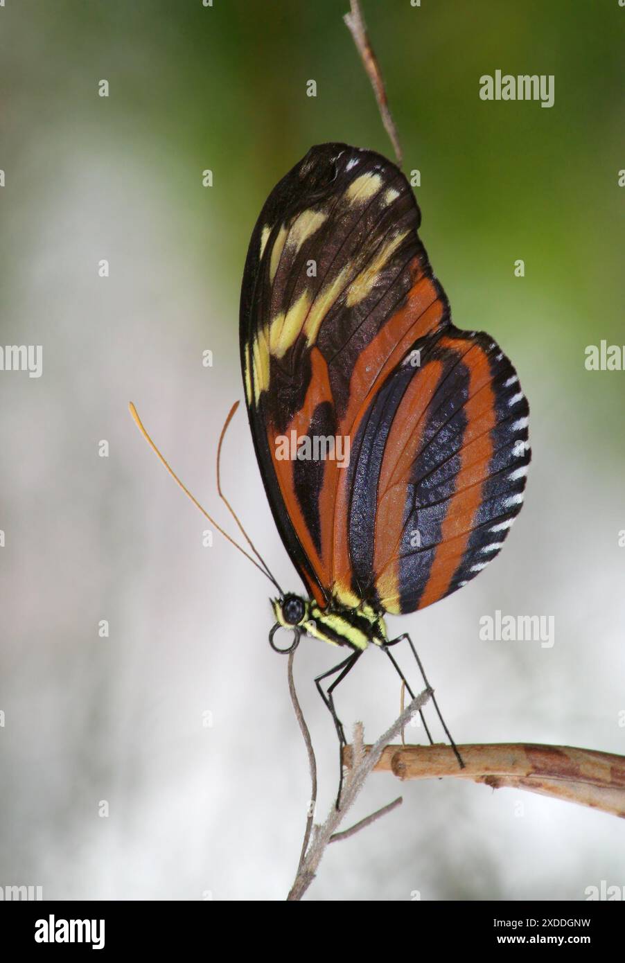 Golden colored butterfly in hi-res stock photography and images - Alamy