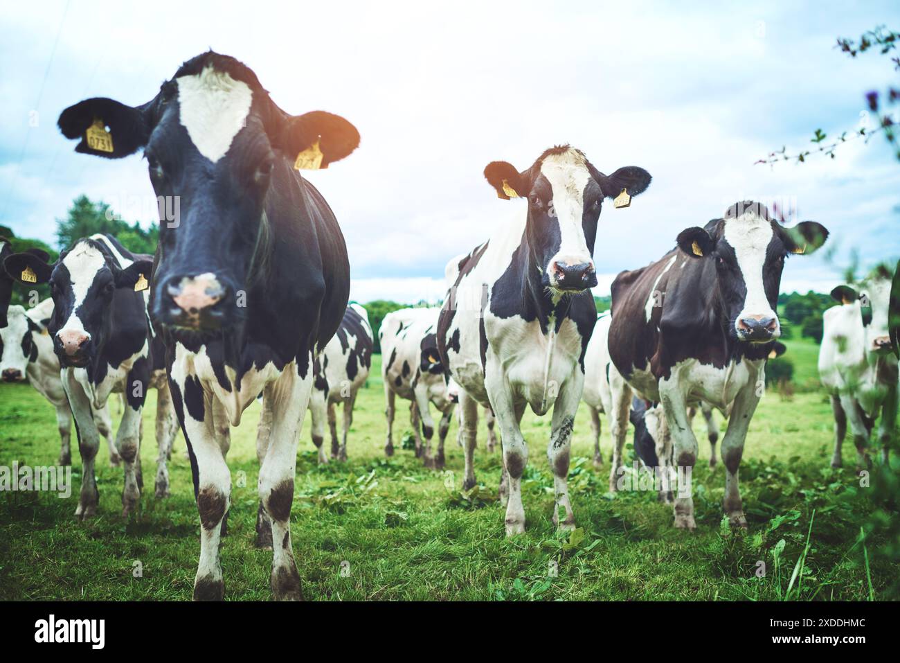 Sustainability dairy group hi-res stock photography and images - Alamy