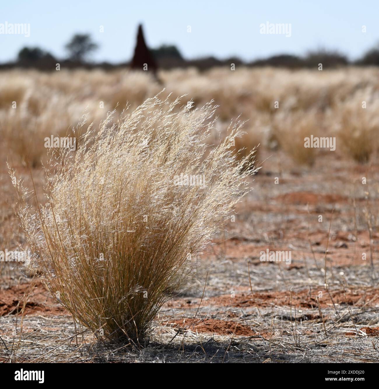Grass bush with landscape in background in the Kalahari desert with ...