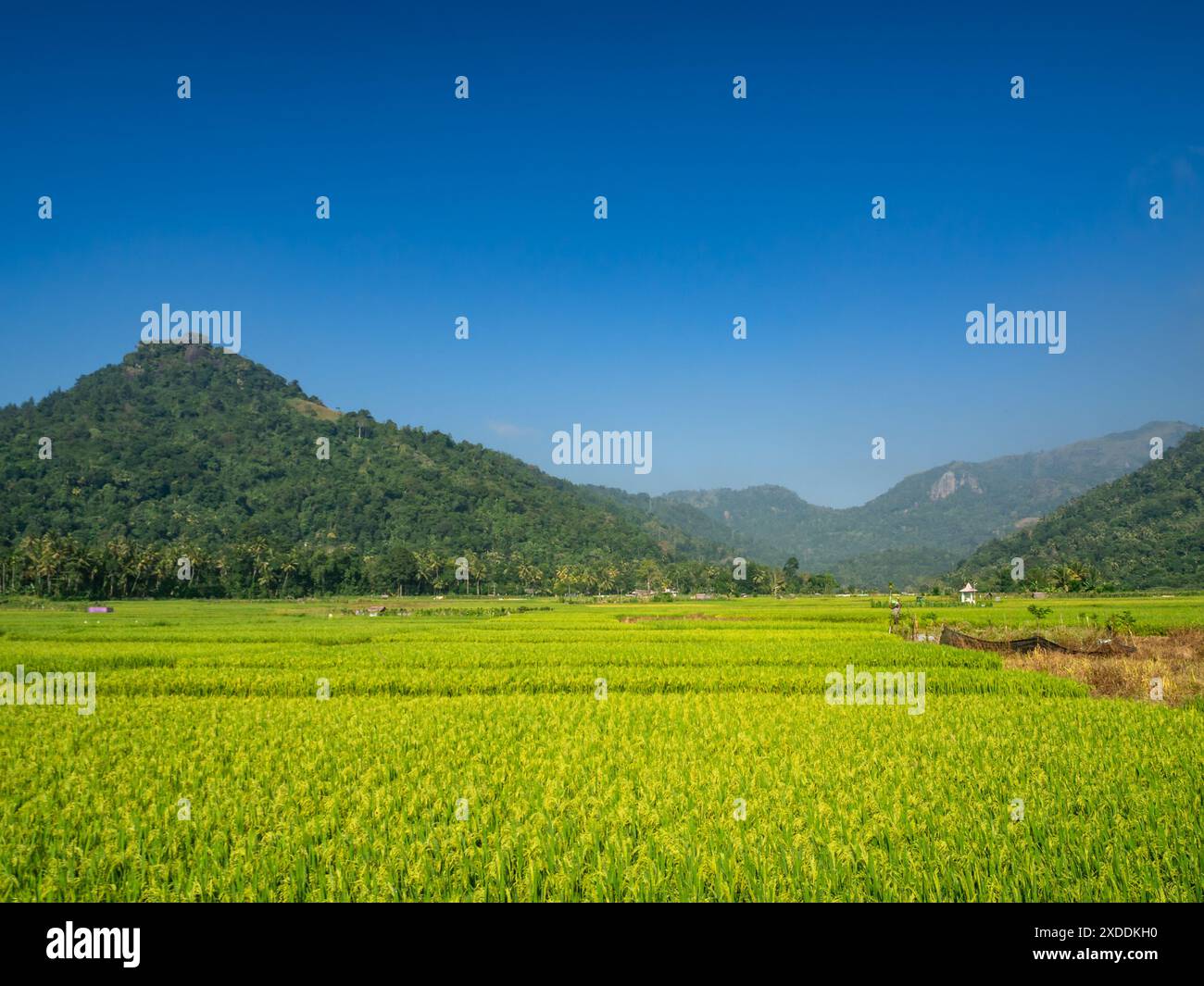 Sri Lanka, Ceylon Island : Local landscape with rice field natural ...