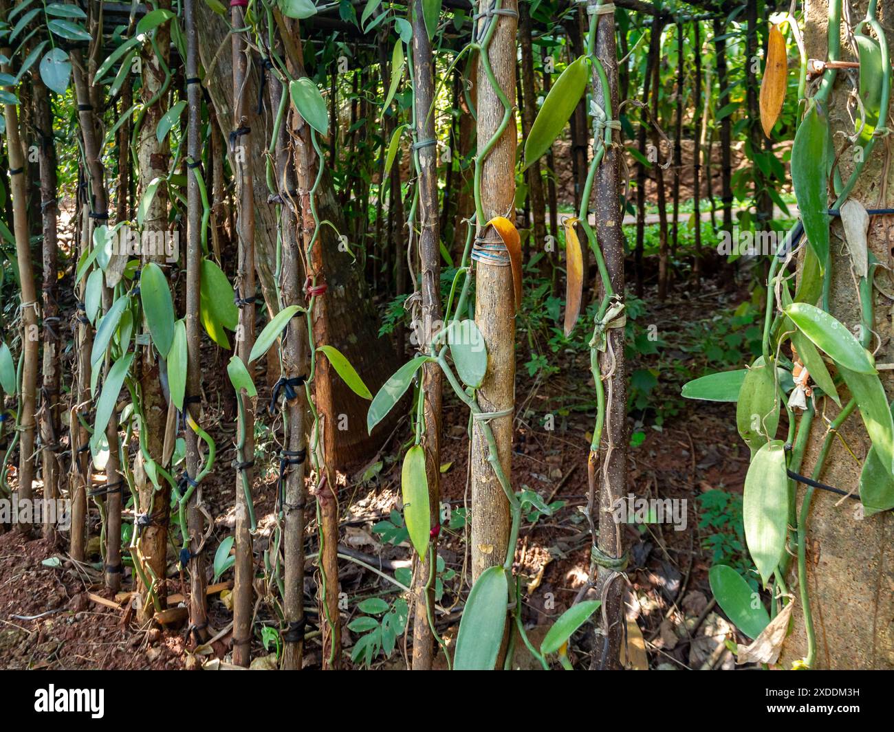 Vanilla plant plantation on a farm Stock Photo - Alamy