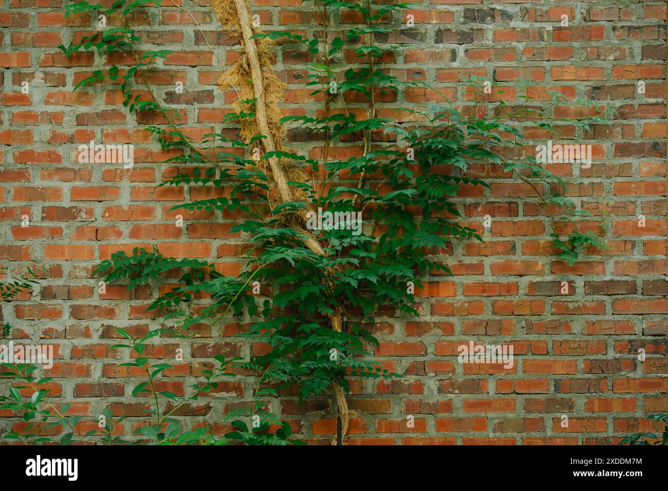 Vines climbing red brick wall hi-res stock photography and images - Alamy