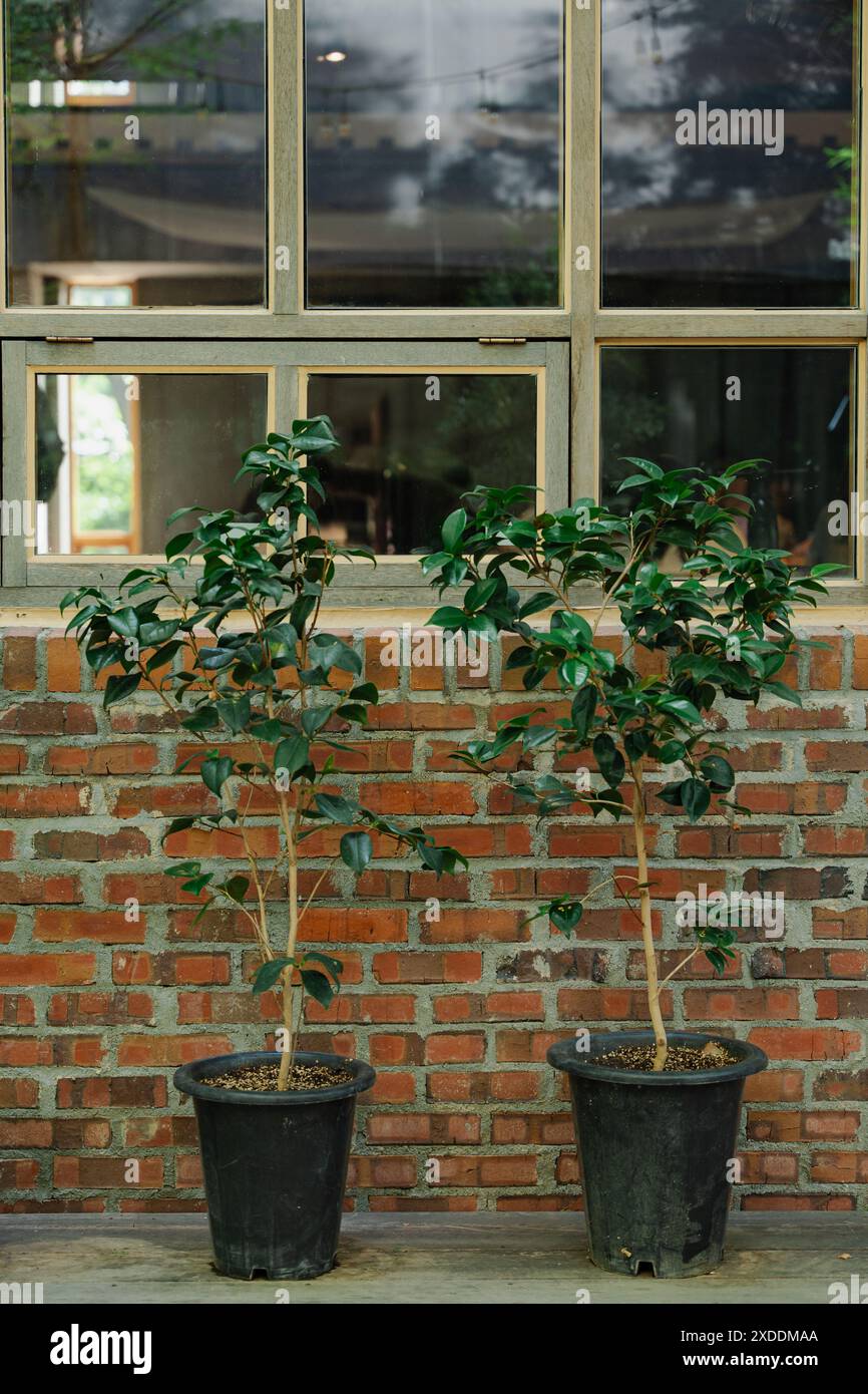 Two potted plants hi-res stock photography and images - Alamy
