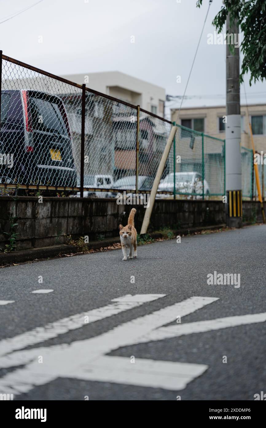 Ginger cat walking hi-res stock photography and images - Alamy