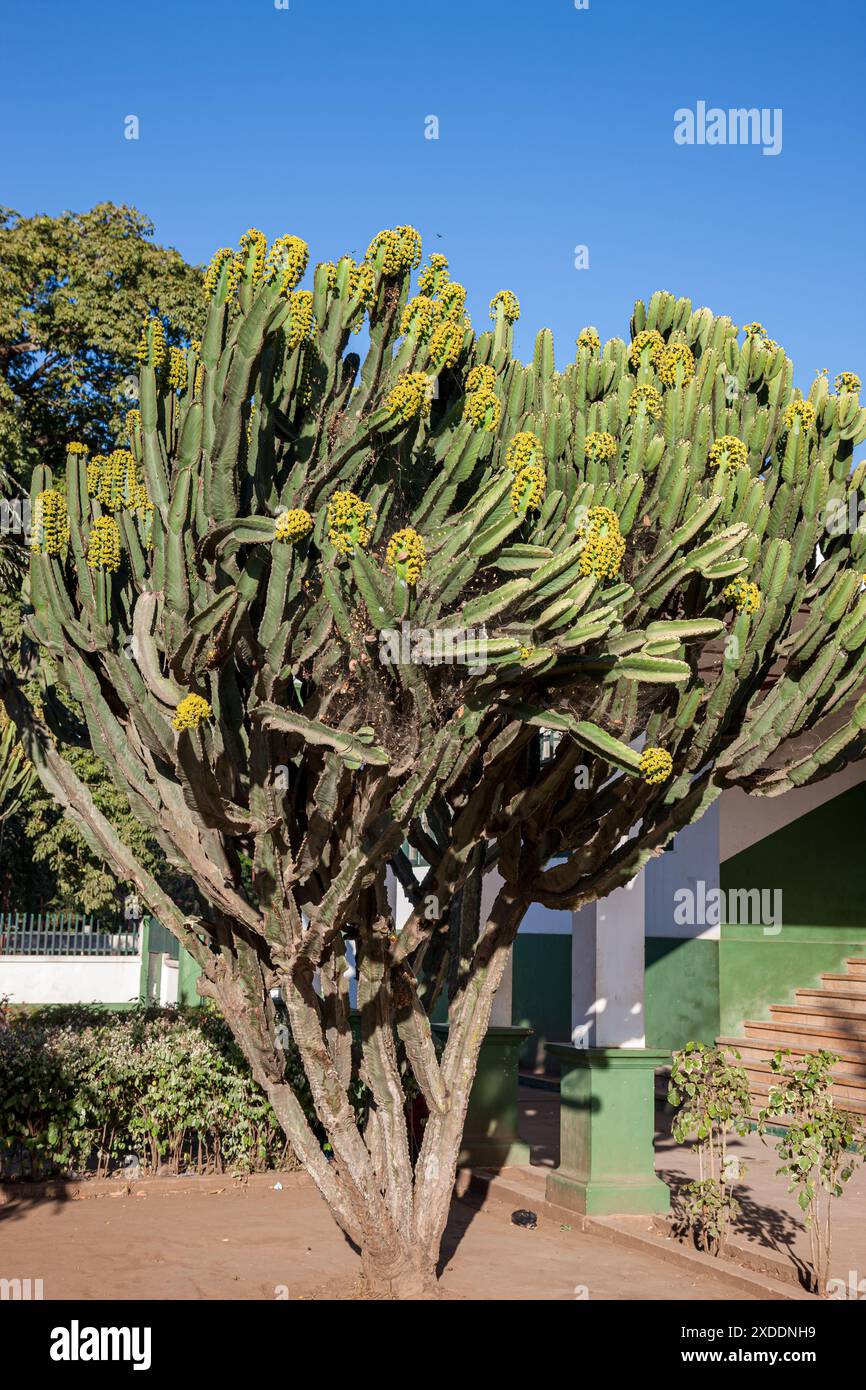 Mozambique, Nampula, Nampula cidade, Euphorbia virosa, Gifboom or ...