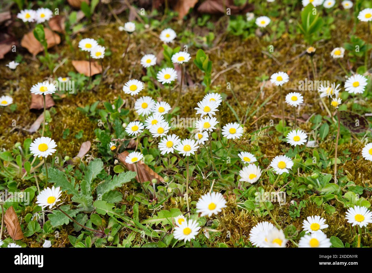 Flowering Daisy plants, Bellis perennis, growing on natural mossy ...