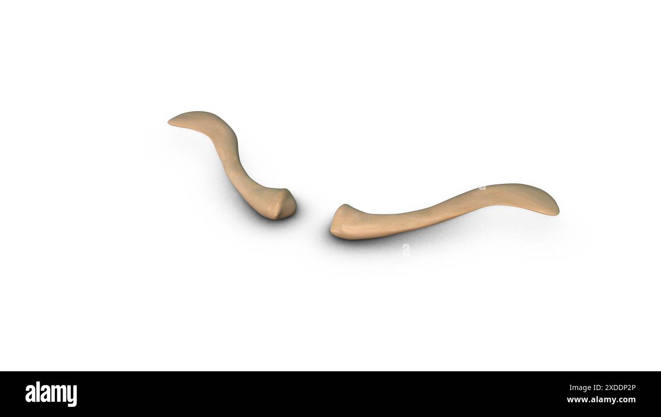 Human Clavicle bone isolated on white background Stock Photo - Alamy