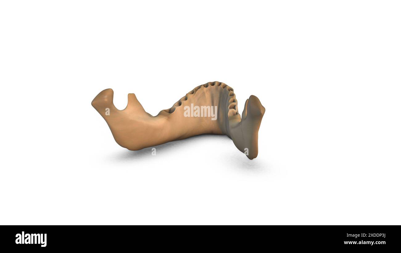 Human Jaw bone isolated on white background Stock Photo - Alamy