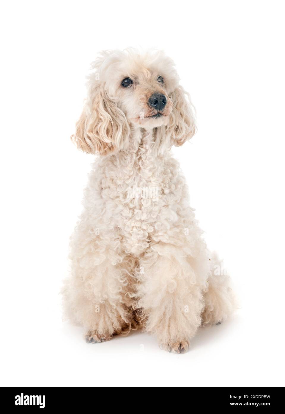 white, poodle in front of white background Stock Photo - Alamy