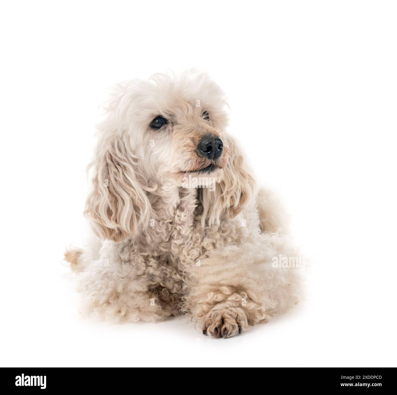 white, poodle in front of white background Stock Photo - Alamy